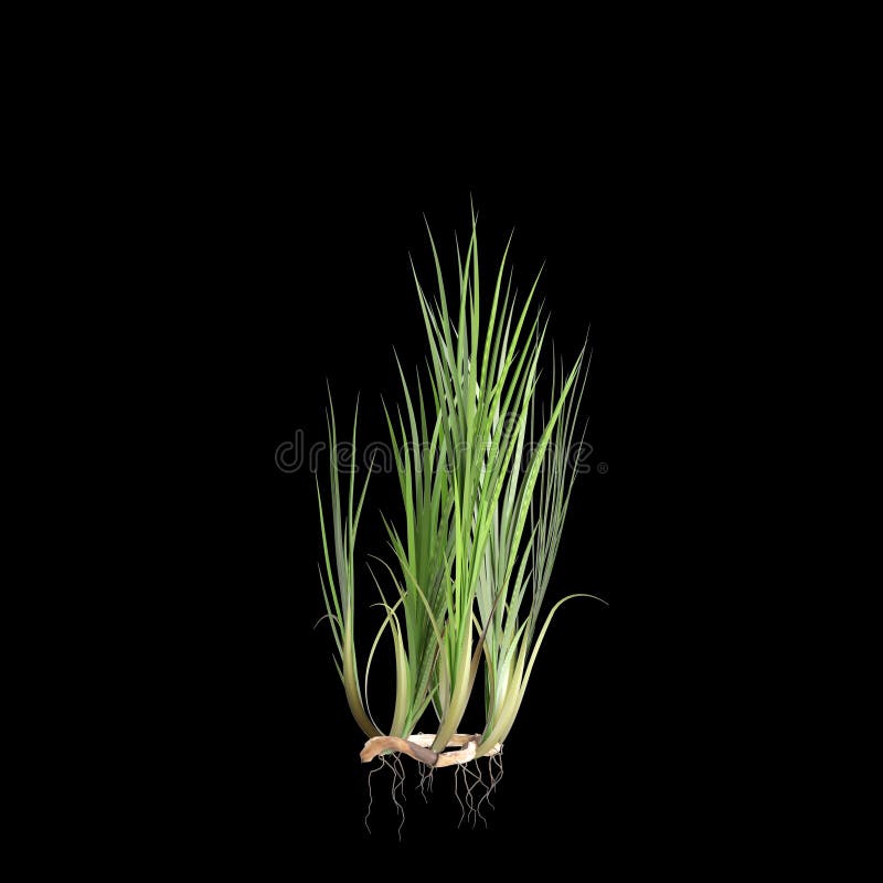 3d Illustration of Acorus Calamus Bush Isolated on Black Background ...