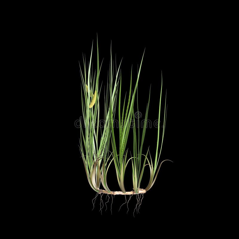 3d Illustration of Acorus Calamus Bush Isolated on Black Background ...