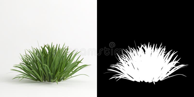 3d Illustration of Acorus Calamus Tree Isolated on White and Its Mask ...