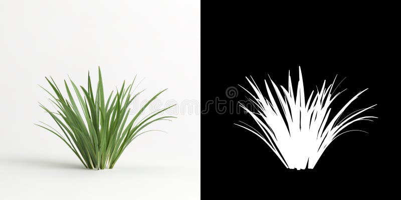 3d Illustration of Acorus Calamus Tree Isolated on White and Its Mask ...
