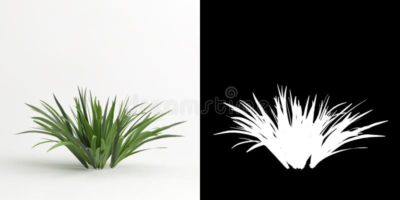 3d Illustration of Acorus Calamus Tree Isolated on White and Its Mask ...
