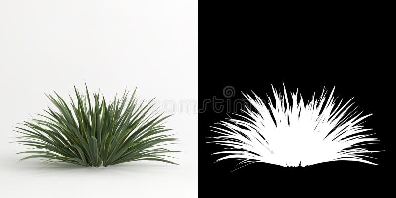 3d Illustration of Acorus Calamus Tree Isolated on White and Its Mask ...