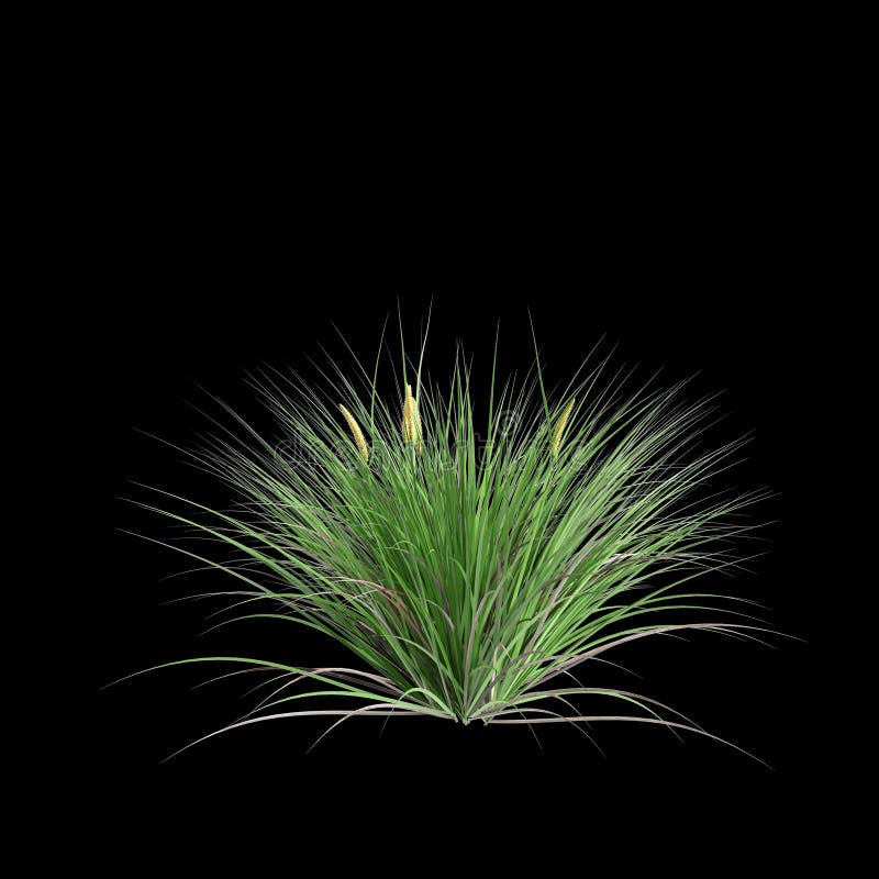 Acorus Gramineus Stock Illustrations – 10 Acorus Gramineus Stock ...