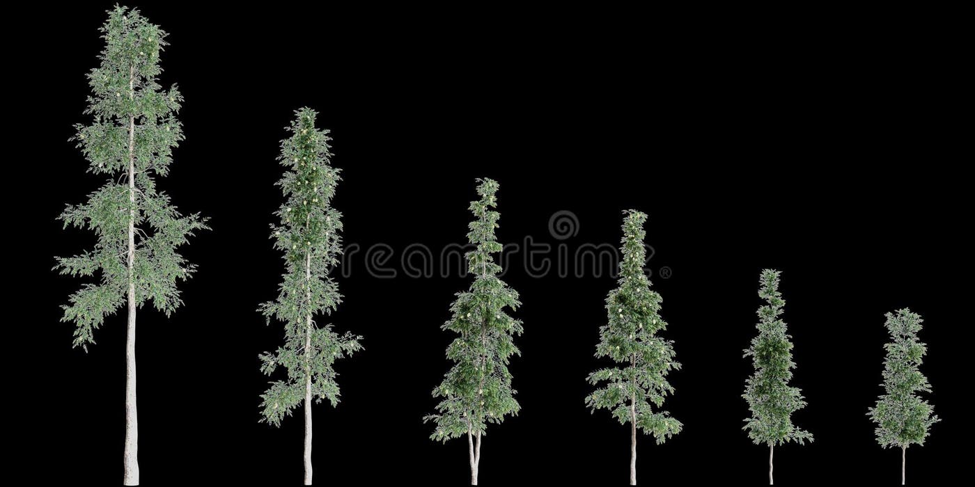 Kauri Tree Stock Illustrations – 66 Kauri Tree Stock Illustrations ...