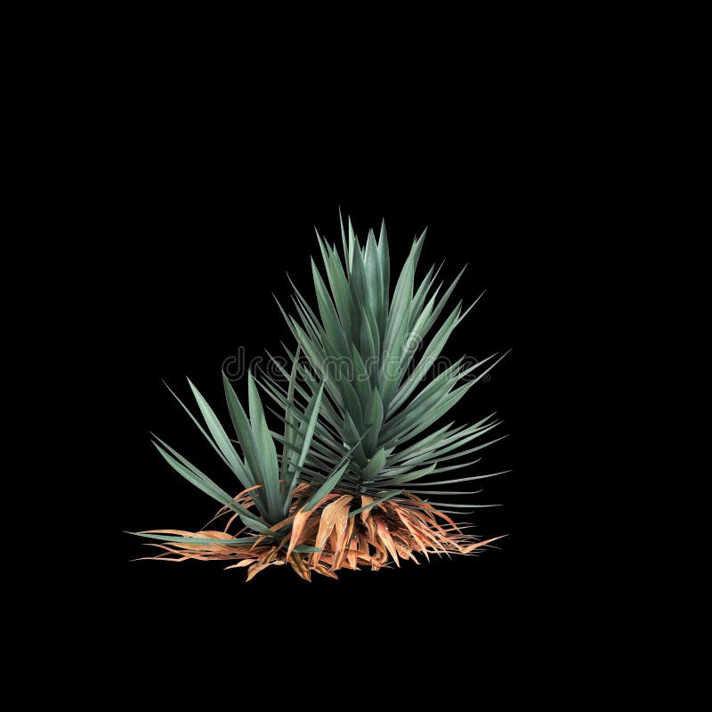 3d Illustration of Agave Rhodacantha Bush Isolated on Black Background ...
