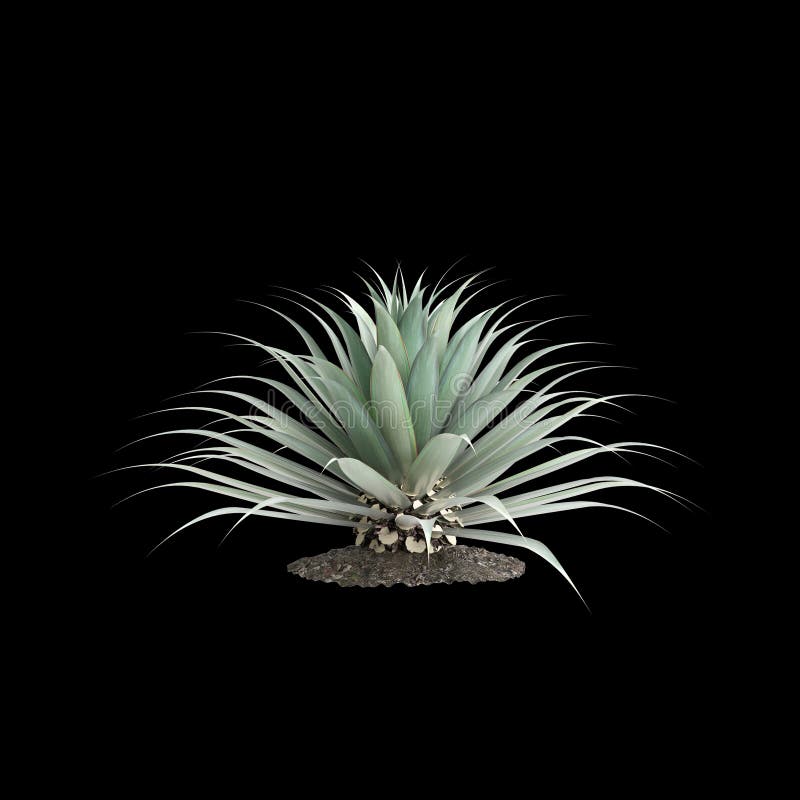 Tequilana Tree Stock Illustrations – 12 Tequilana Tree Stock ...