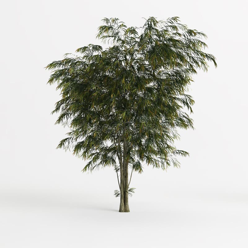 3d Illustration of Agonis Flexuosa Tree Isolated on White Background ...