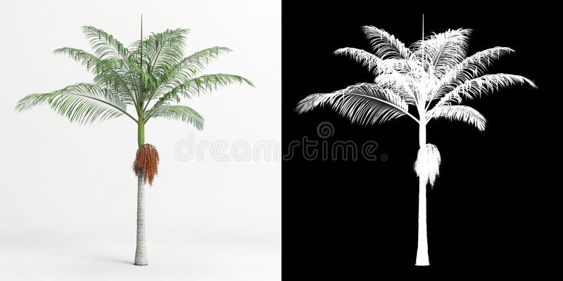 3d Illustration of Archontophoenix Alexandrae Tree Isolated on White ...
