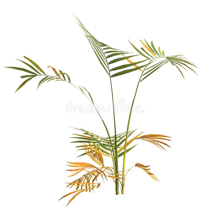 3d Illustration of Areca Palm Plant Isolated on White Background Stock ...