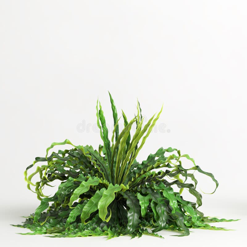 3d Illustration of Asplenium Nidus Isolated on White Background Stock ...