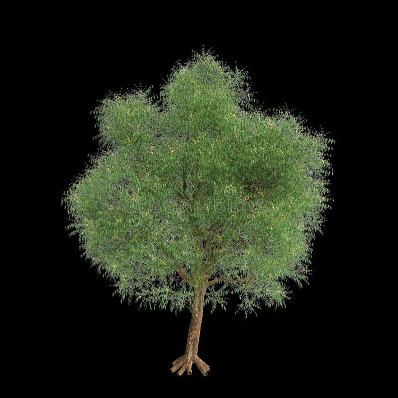 3d Illustration of Azadirachta Indica Tree Isolated on Black Background ...