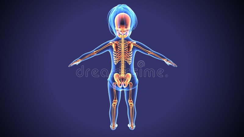 3d Illustration of Baby Skeleton Anatomy Stock Illustration ...