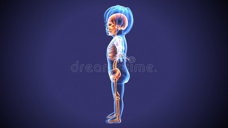 3d Illustration of Baby Skeleton Anatomy Stock Illustration ...