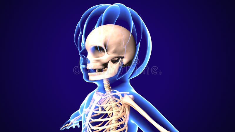3d Illustration of Baby Skeleton Anatomy Stock Illustration ...