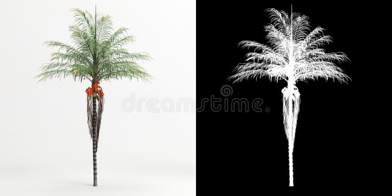 3d Illustration of Set Bactris Gasipaes Tree Isolated on White and Its ...