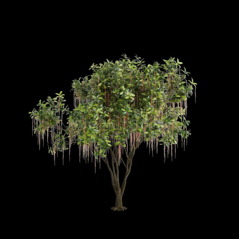 3d Illustration of Barringtonia Acutangula Tree Isolated on Black ...