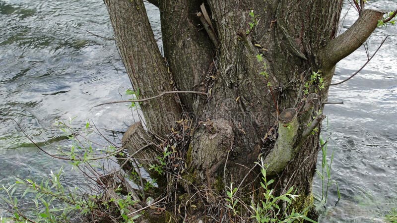 Big Old Tree on Water Stream Stock Photo - Image of roots, water: 222200442