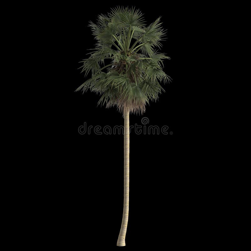 3d Illustration of Set Borassus Flabellifer Palm Isolated on Black ...