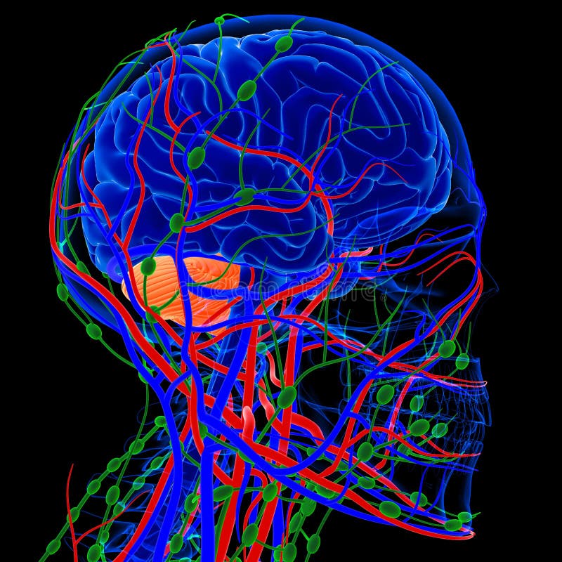 3d Illustration Brain_lymph_nodes3D Render Stock Illustration ...
