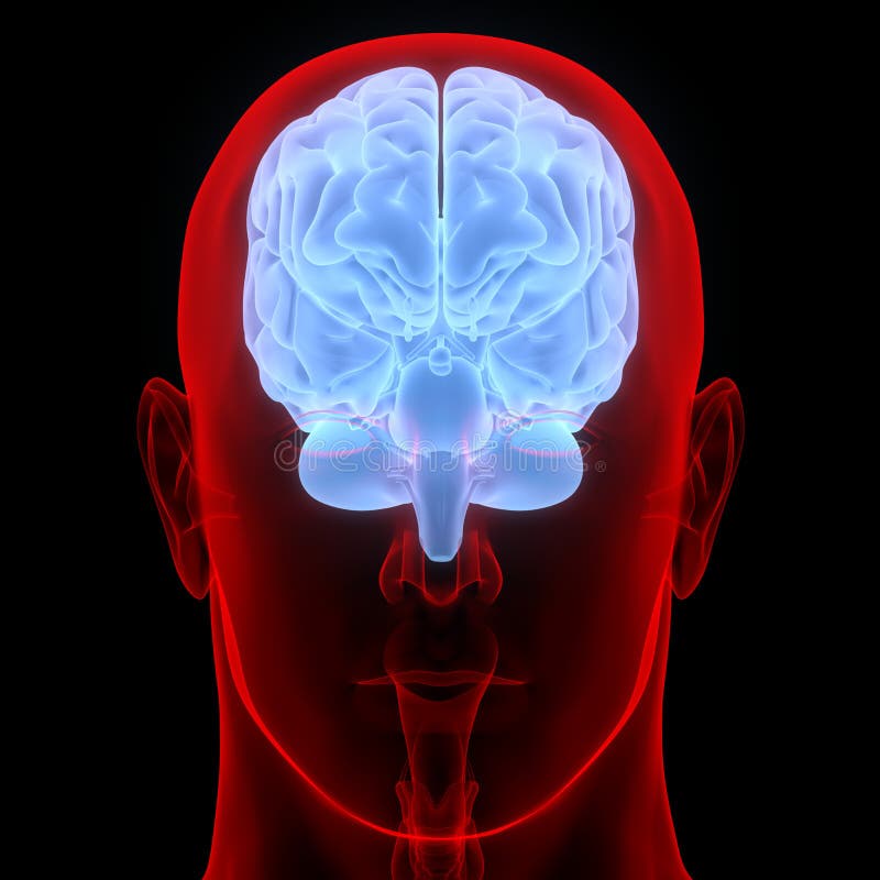 Brain a Part of Human Central Nervous System Anatomy 3d Rendering Stock ...