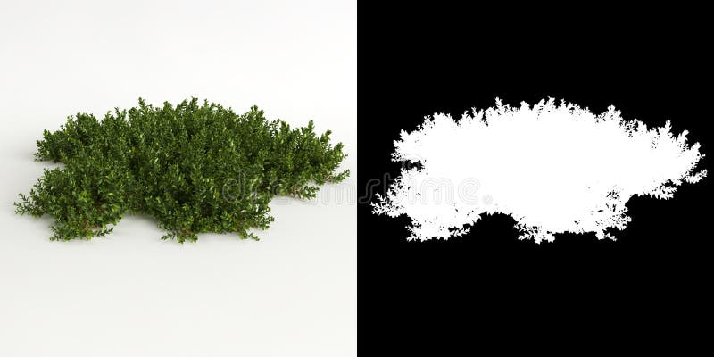 3d Illustration of Bryophyte Tree Isolated on White and Its Mask Stock ...