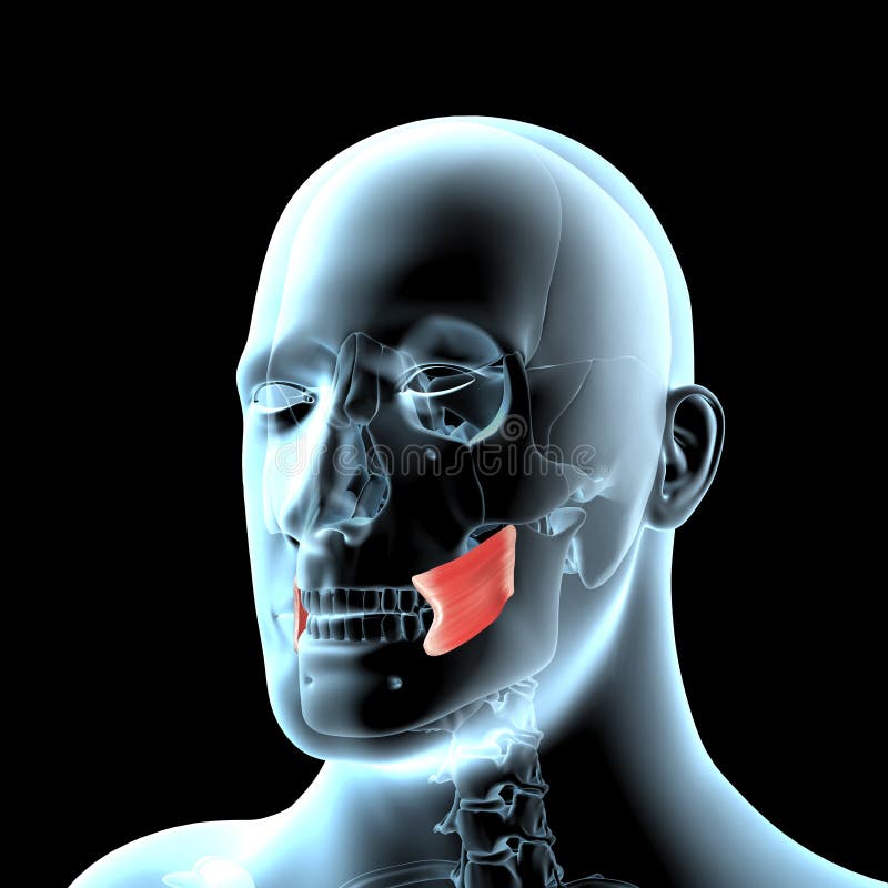 Human Buccinator Muscles on Skeleton Stock Illustration - Illustration ...