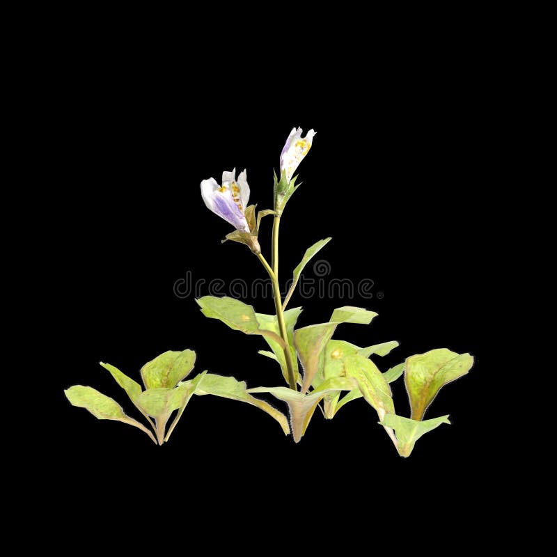 3d Illustration of Bush Mazus Pumilus Isolated on Black Background ...