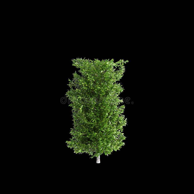 3d Illustration of Carpinus Betulus Bush Isolated on Black Background ...