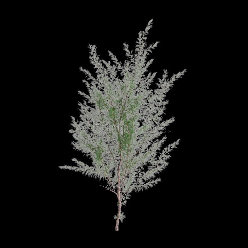 Plant Casuarina Tree Stock Illustrations – 62 Plant Casuarina Tree ...