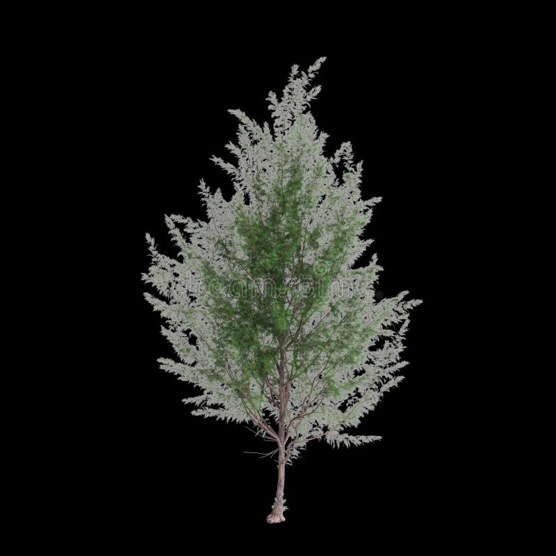 Plant Casuarina Tree Stock Illustrations – 68 Plant Casuarina Tree ...