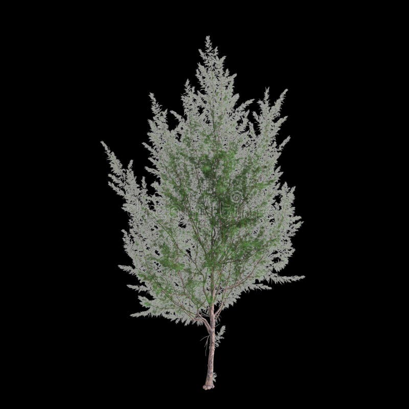 Plant Casuarina Tree Stock Illustrations – 70 Plant Casuarina Tree ...