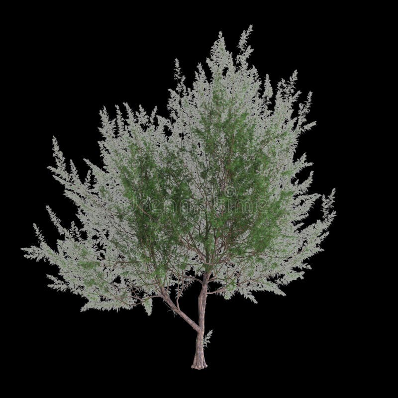 Plant Casuarina Tree Stock Illustrations – 73 Plant Casuarina Tree ...