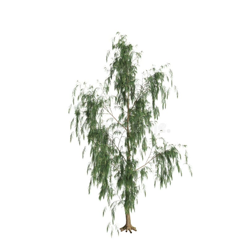 Plant Casuarina Tree Stock Illustrations – 70 Plant Casuarina Tree ...