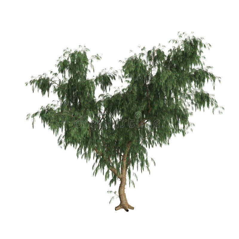 Glauca Tree Stock Illustrations – 103 Glauca Tree Stock Illustrations ...