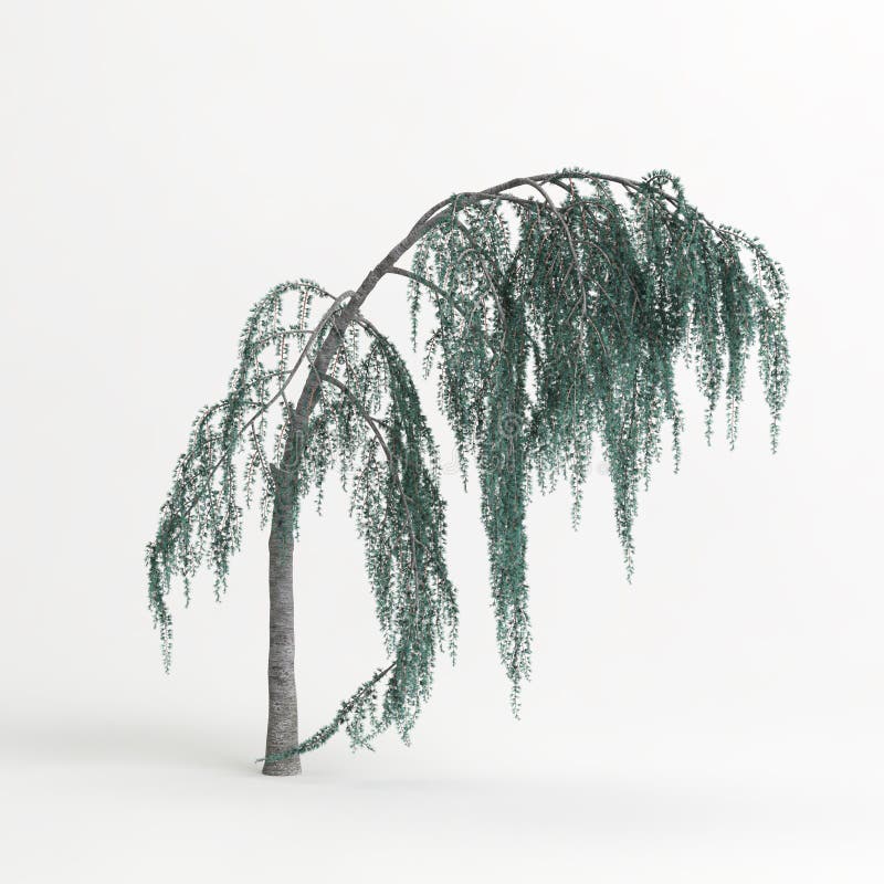 3d Illustration of Cedrus Atlantica Glauca Fastigiata Tree Isolated on ...