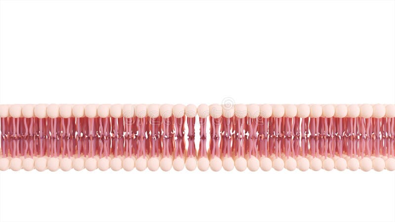 Peripheral Protein Stock Illustrations – 168 Peripheral Protein Stock ...