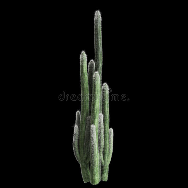 3d Illustration of Cephalocereus Senilis Tree Isolated on Black ...