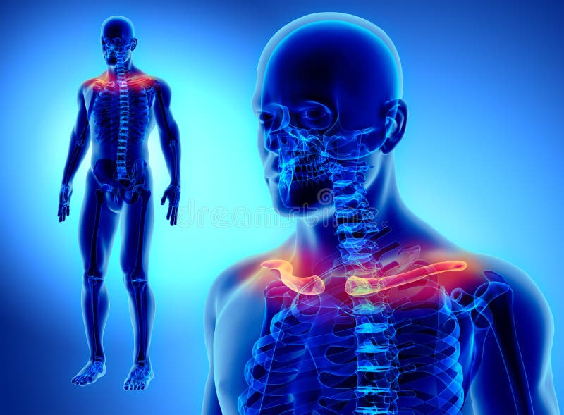 3D Illustration of Clavicle, Medical Concept. Stock Illustration ...