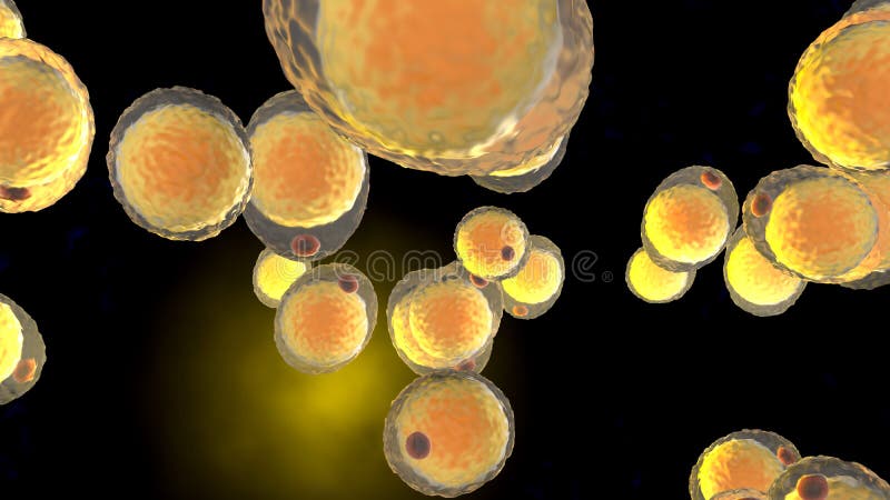 A cluster of Fat cells stock illustration. Illustration of adipocyte ...