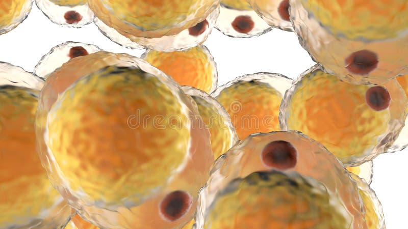 A cluster of Fat cells stock illustration. Illustration of cellular ...