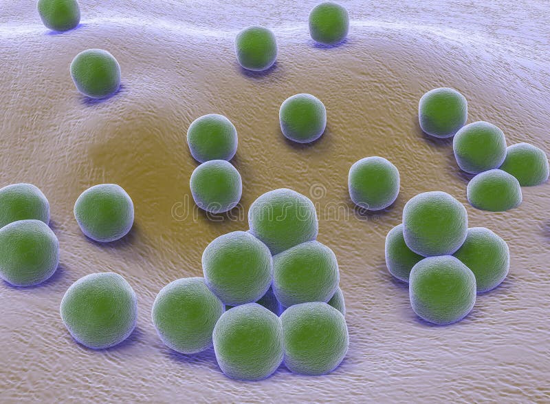 3D Illustration of Cocci Bacteria. Stock Illustration - Illustration of ...