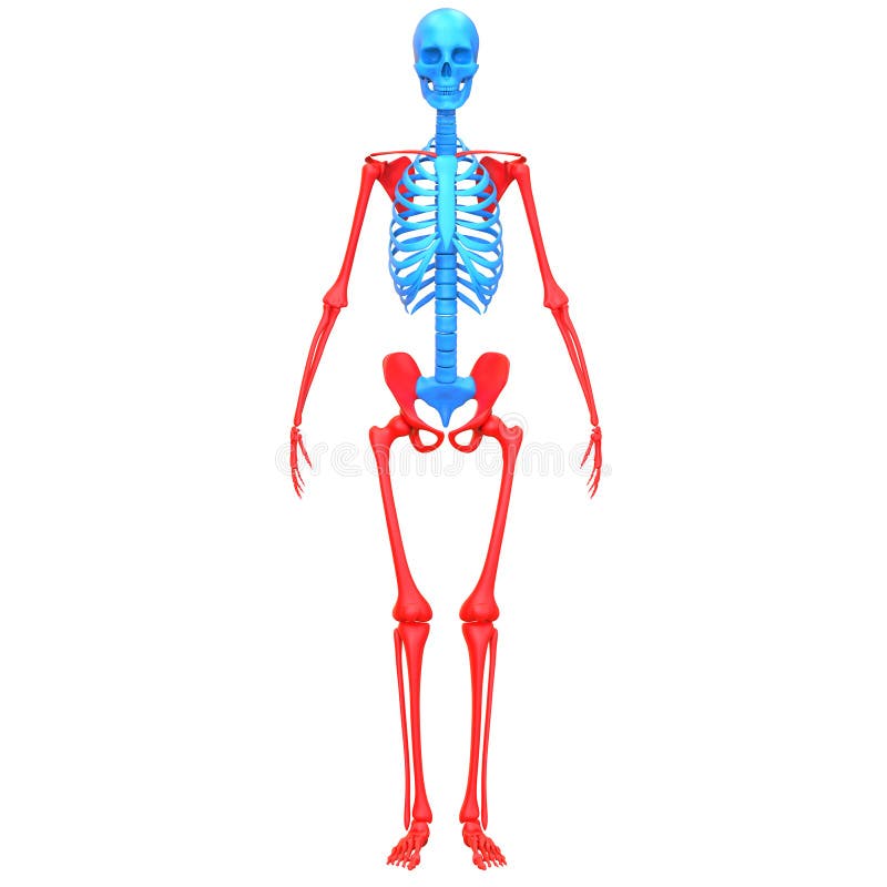 Appendicular Skeleton Bone Joints of Human Skeleton System Anatomy 3d ...