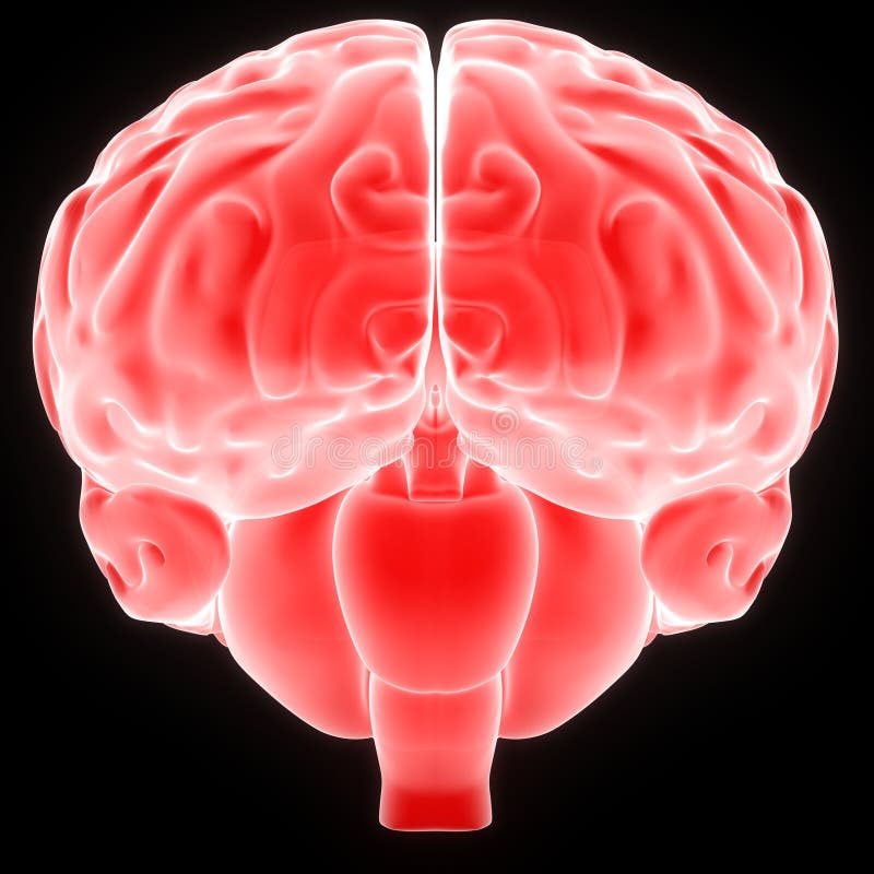 Brain a Part of Human Central Nervous System Anatomy 3d Rendering Stock ...