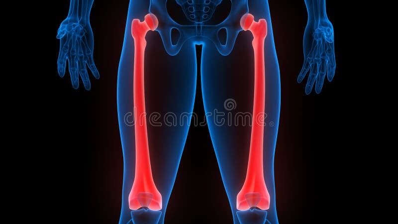 Femur Bone Joints of Human Skeleton System Anatomy X-ray 3D Rendering ...