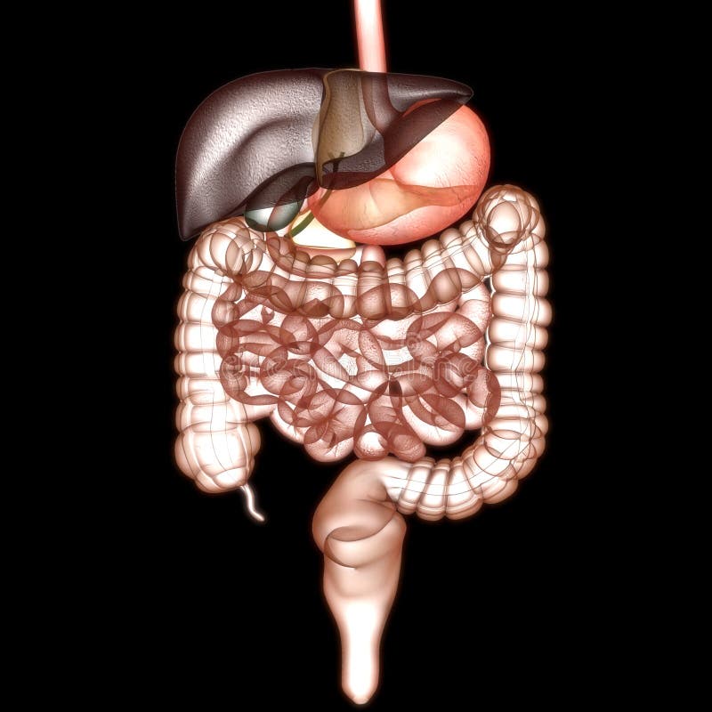 Human Body Internal Organs Digestive System Anatomy Stock Illustration ...