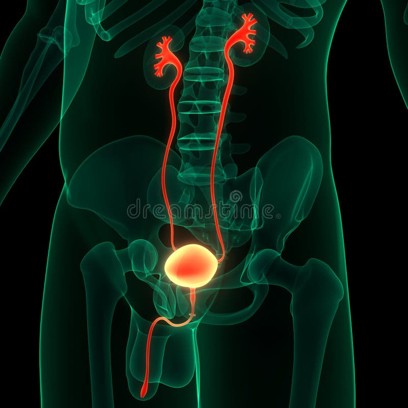 Human Internal Organ Urinary System Kidneys with Bladder Anatomy Stock ...