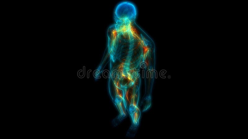 Human Internal Organs Central Nervous System Brain Anatomy Stock ...