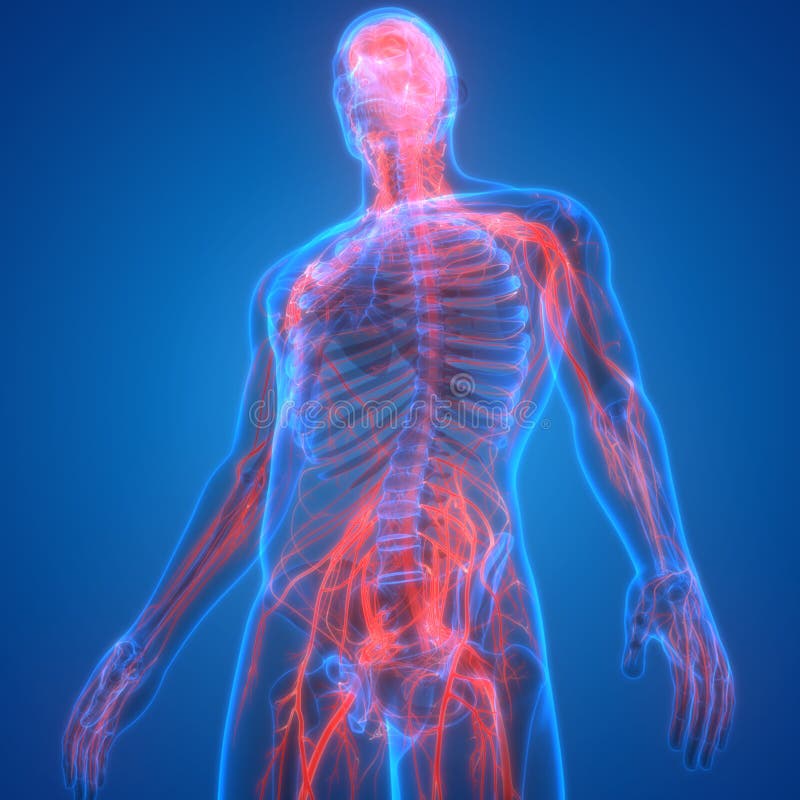 Human Internal Organs Central Nervous System Brain Anatomy Stock ...