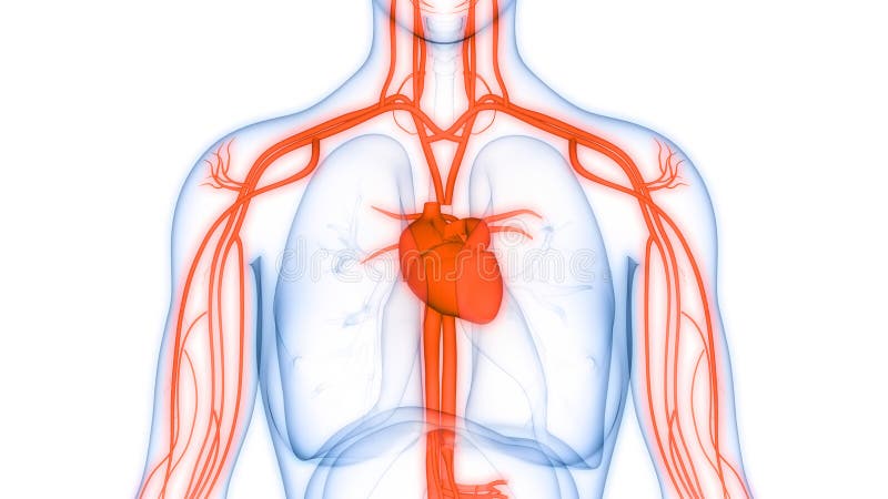 Human Internal Organs Circulatory System Heart Anatomy Stock ...