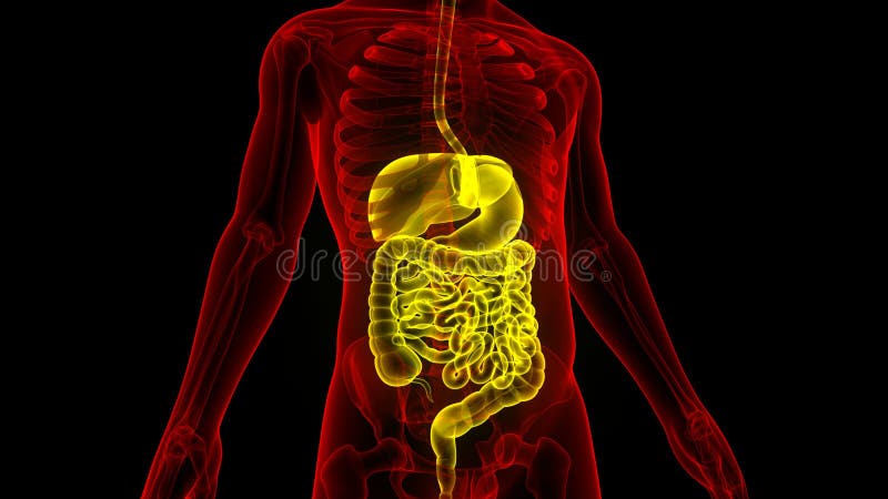 Human Internal Organs Complete Digestive System Anatomy Stock ...